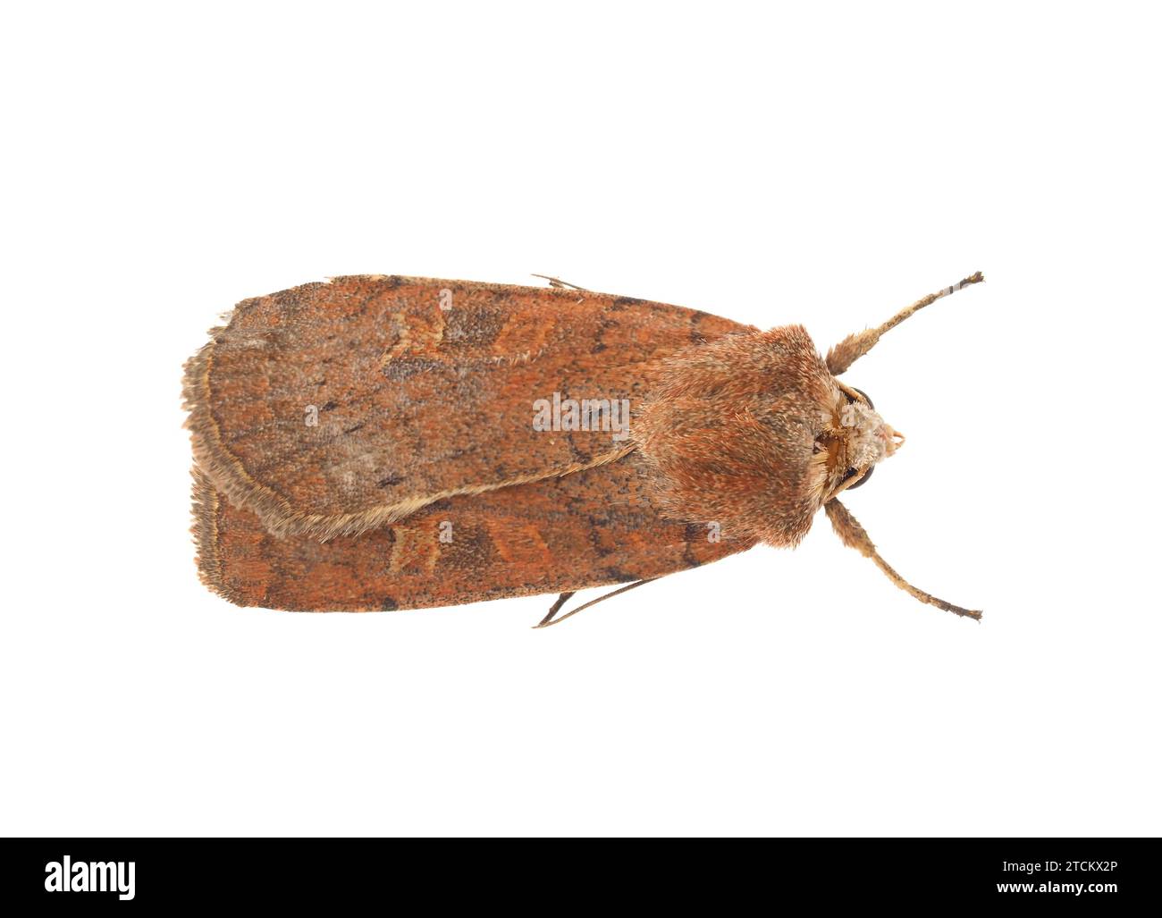 Square-spot rustic moth isolated on white background, Xestia ...