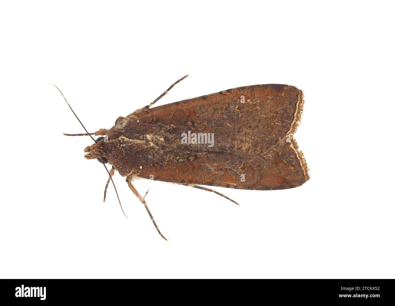 Pearly underwing moth isolated on white background, Peridroma saucia ...