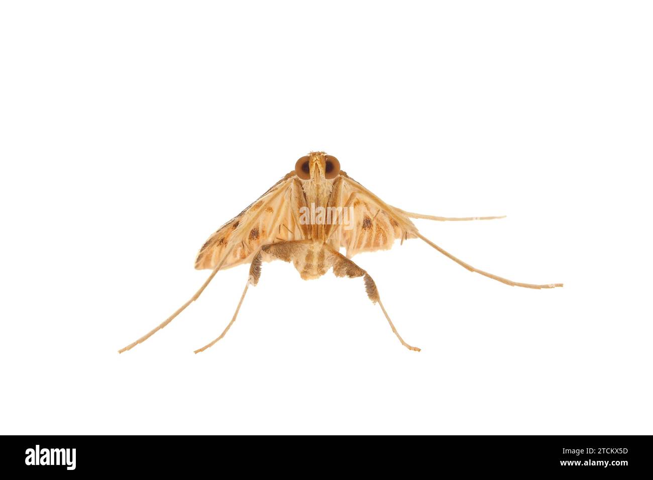 Red birch slender moth isolated on white background, Caloptilia ...