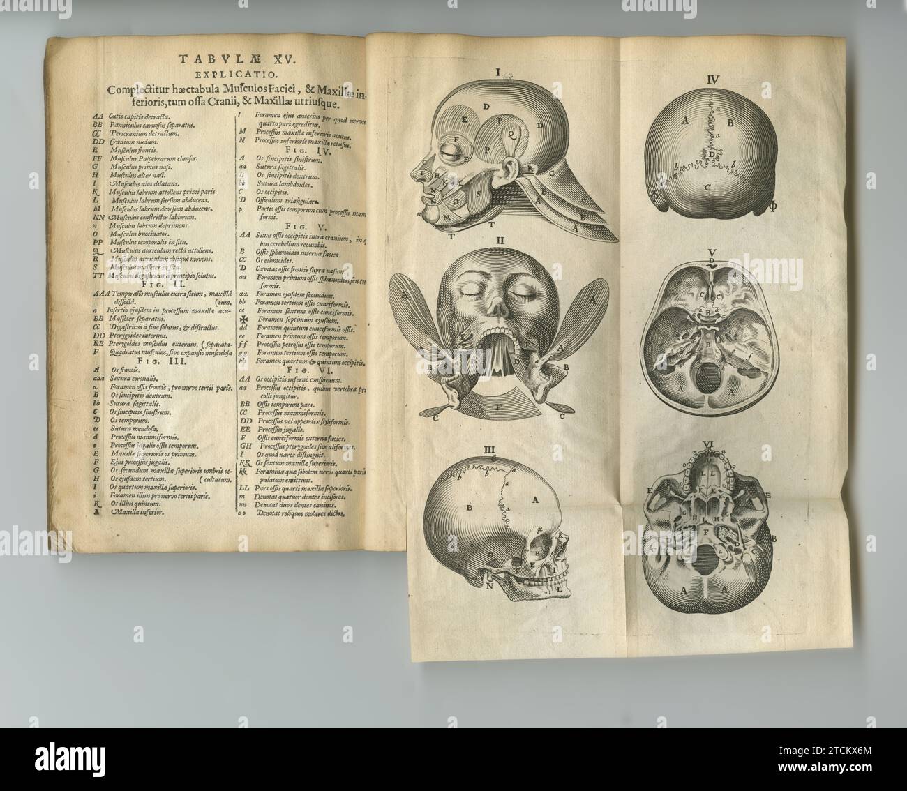Medical book, antique and drawing of head bones, medicine research or ...