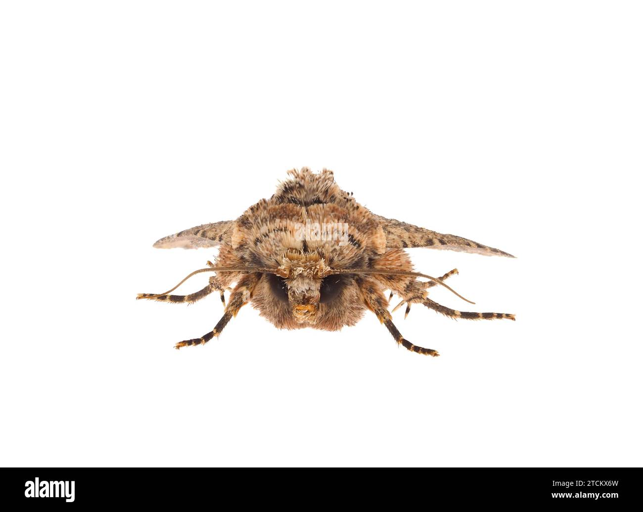 Nutmeg moth isolated on white background, Hadula trifolii Stock Photo ...