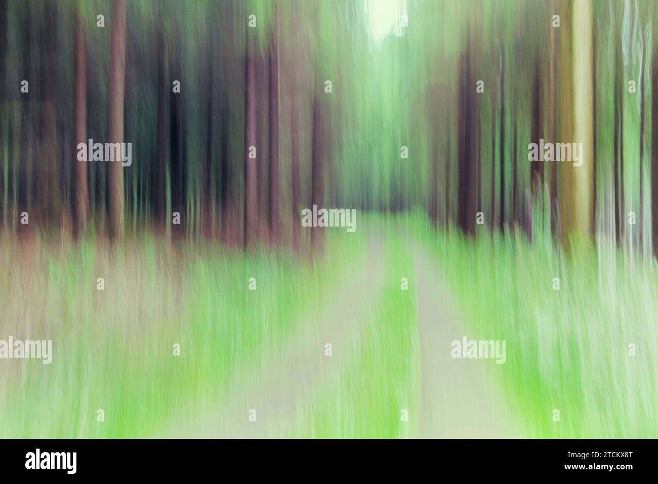 Atmospheric forest path, abstract structures, wiping effect, bulb ...