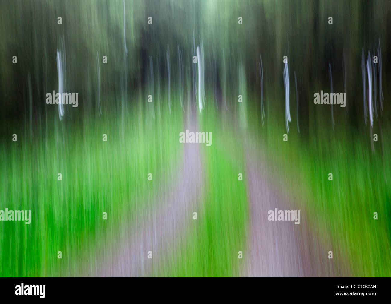 Atmospheric forest path, abstract structures, wiping effect, bulb ...
