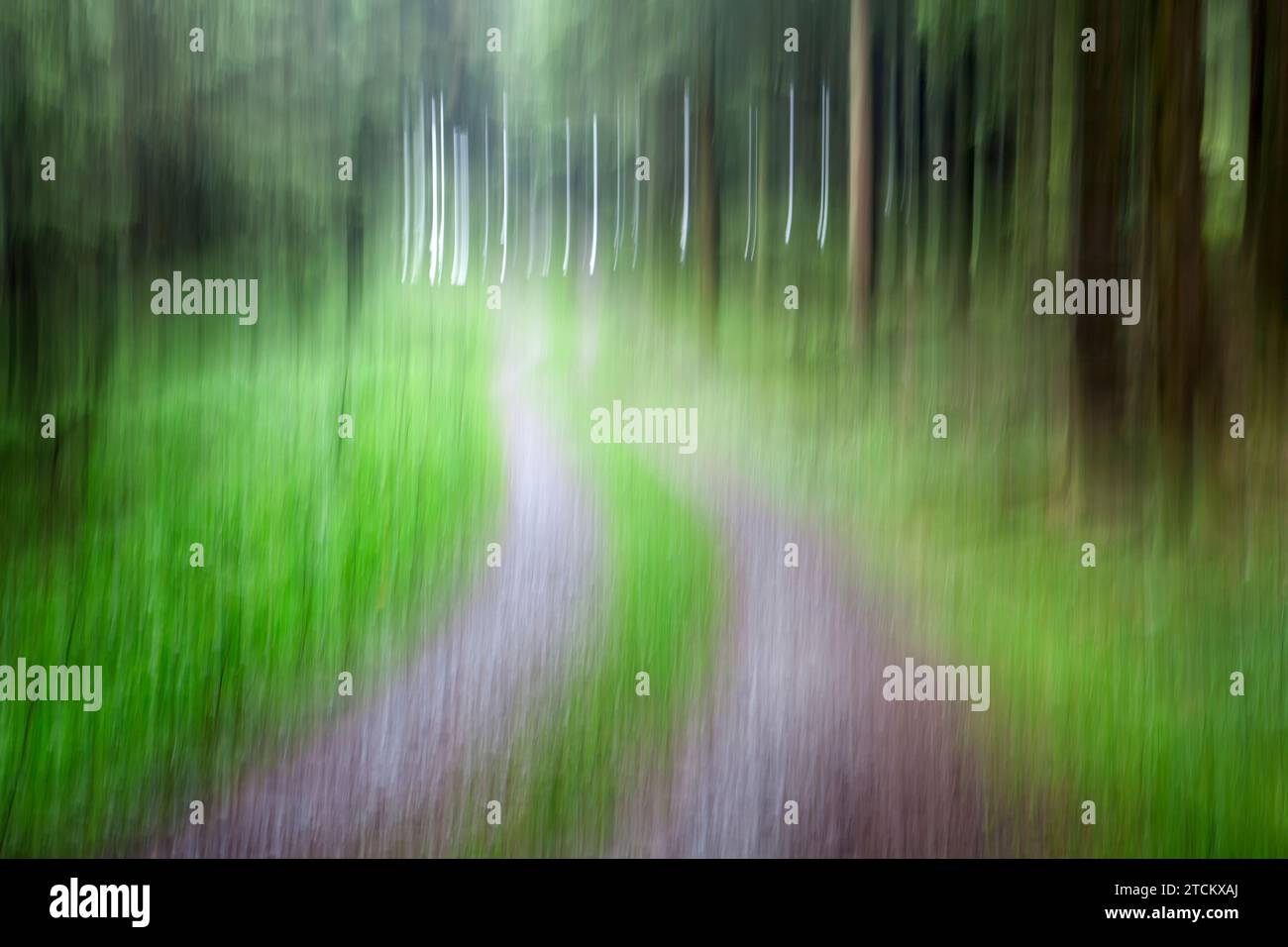 Atmospheric forest path, abstract structures, wiping effect, bulb ...