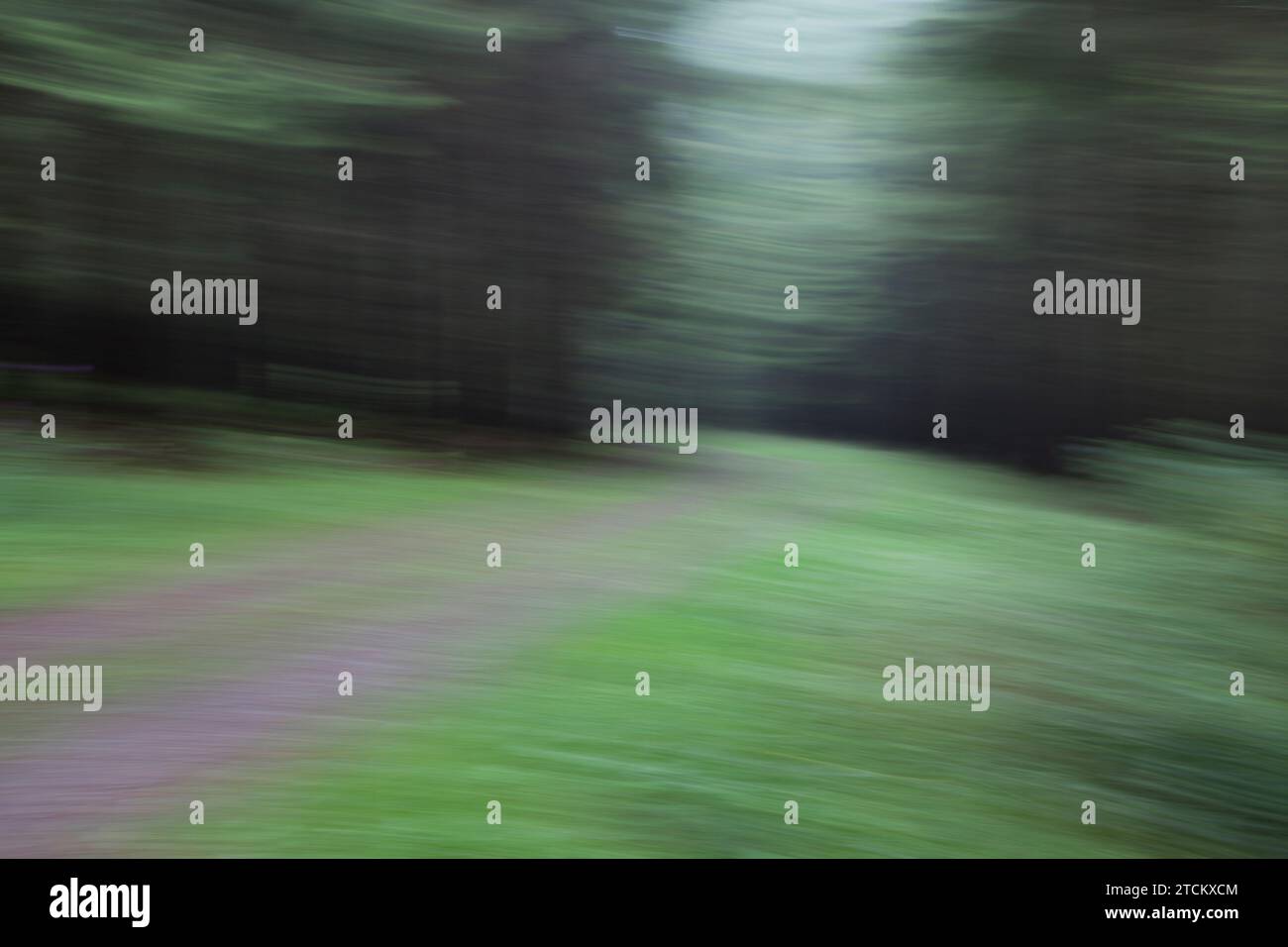 Atmospheric forest path, abstract structures, wiping effect, bulb ...