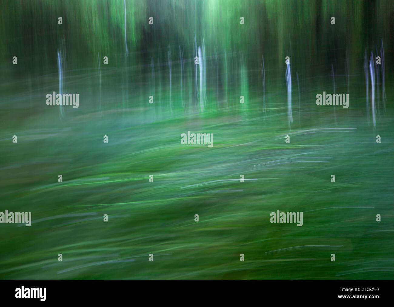 Atmospheric forest path, abstract structures, wiping effect, bulb ...
