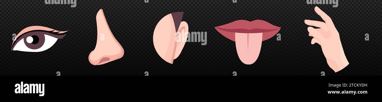 Anatomy sense organs set. Human eyes and nose Stock Vector Image & Art ...