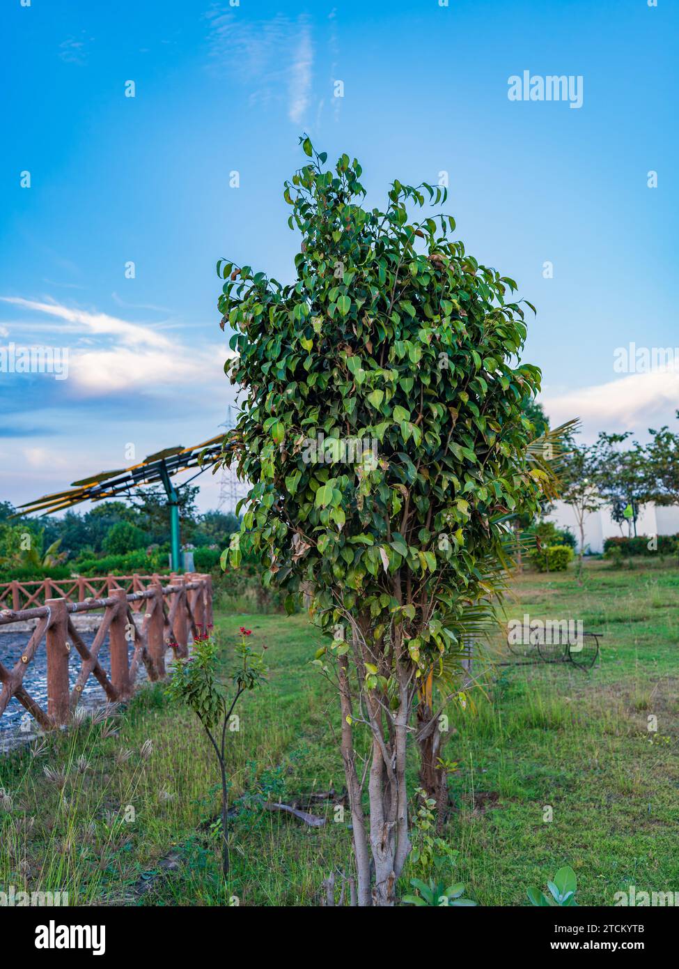 This is a beautiful Garden photos. in this photo include plants blue ...
