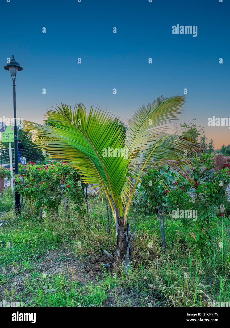 This is a beautiful Garden photos. in this photo include plants blue ...