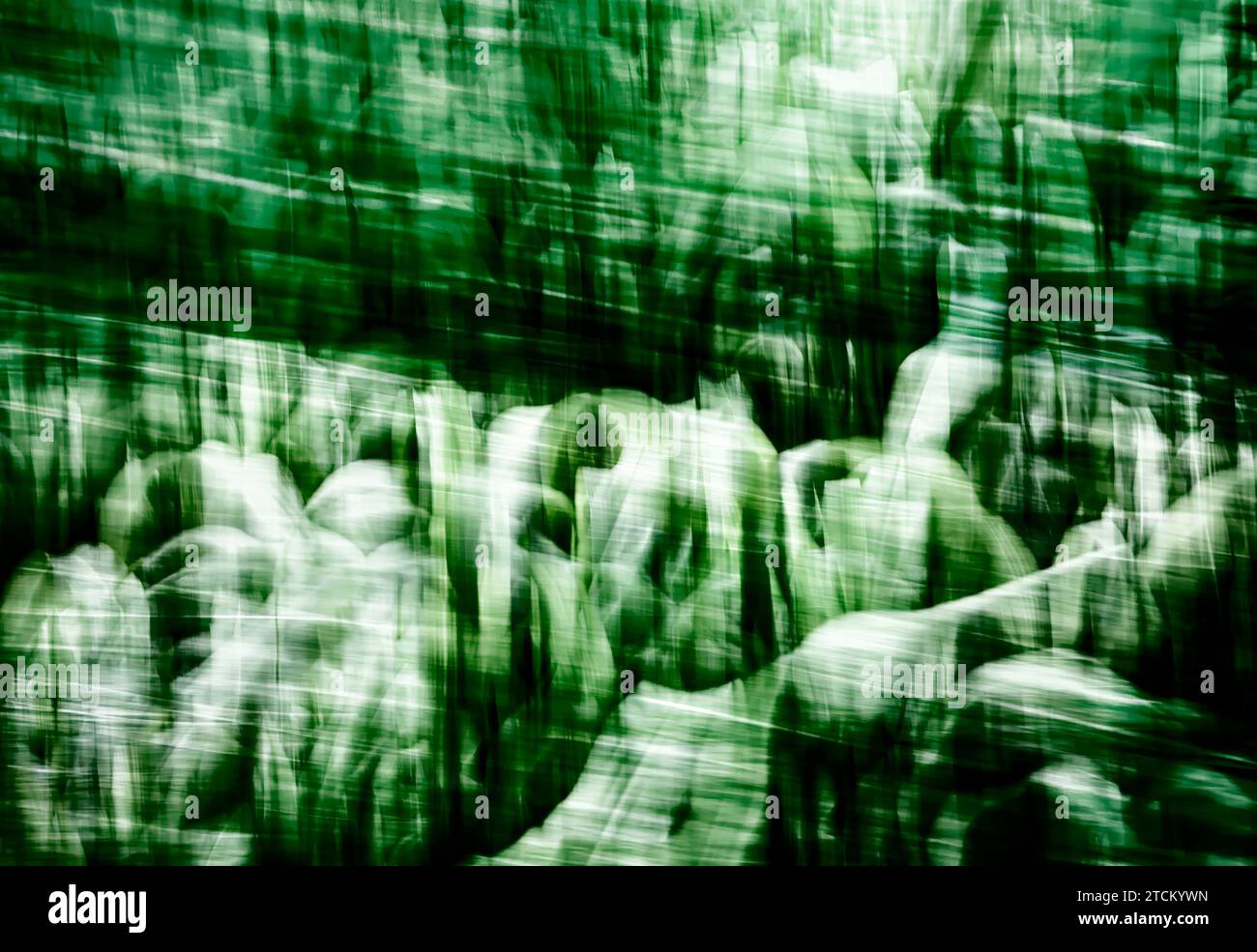 Abstract maize plants, wiping effect, looks like soldiers Stock Photo ...