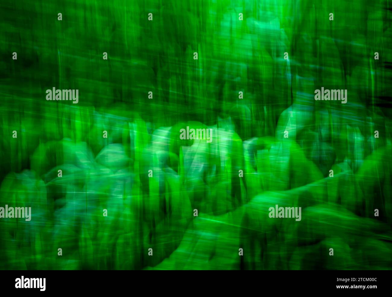 Abstract maize plants, wiping effect, looks like soldiers Stock Photo ...