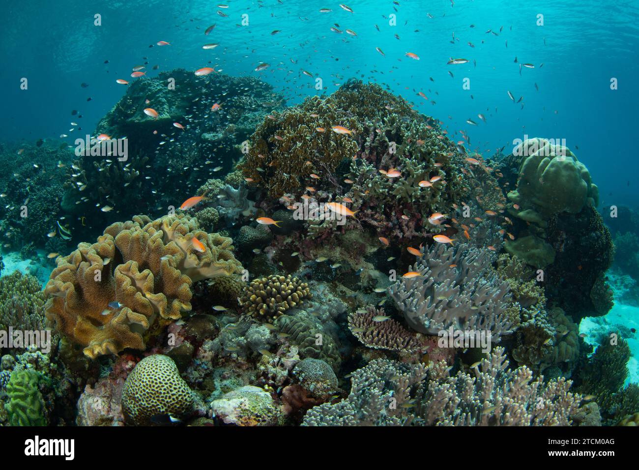 Colorful reef fish swim over protective corals near Ambon, Indonesia ...