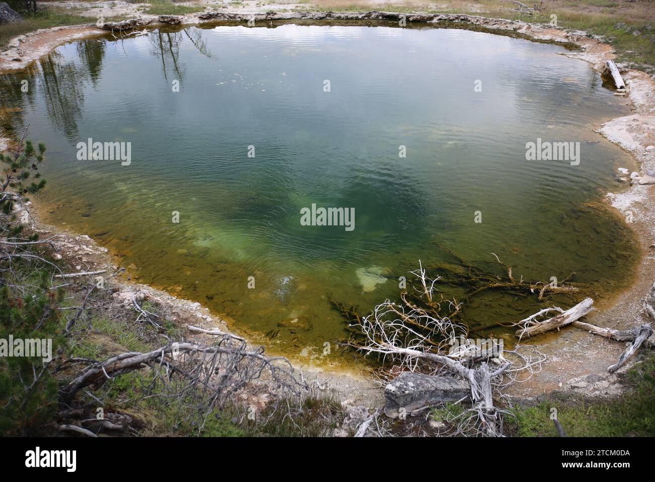 Yellowstone bison grand prismatic hi-res stock photography and images ...