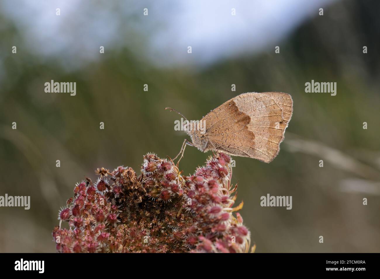 The Meadow Brown is the most abundant butterfly species in many ...