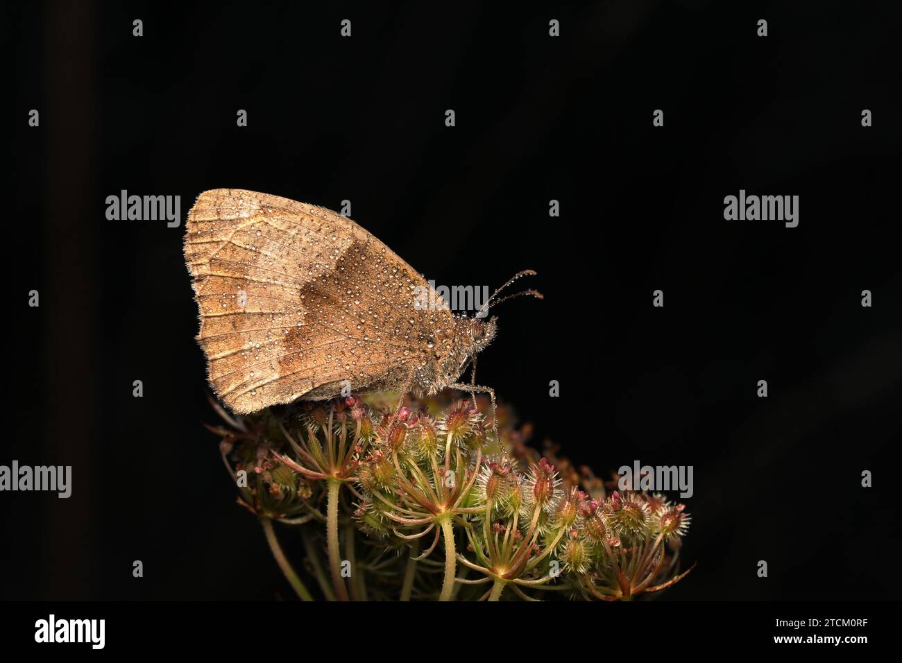 The Meadow Brown is the most abundant butterfly species in many ...