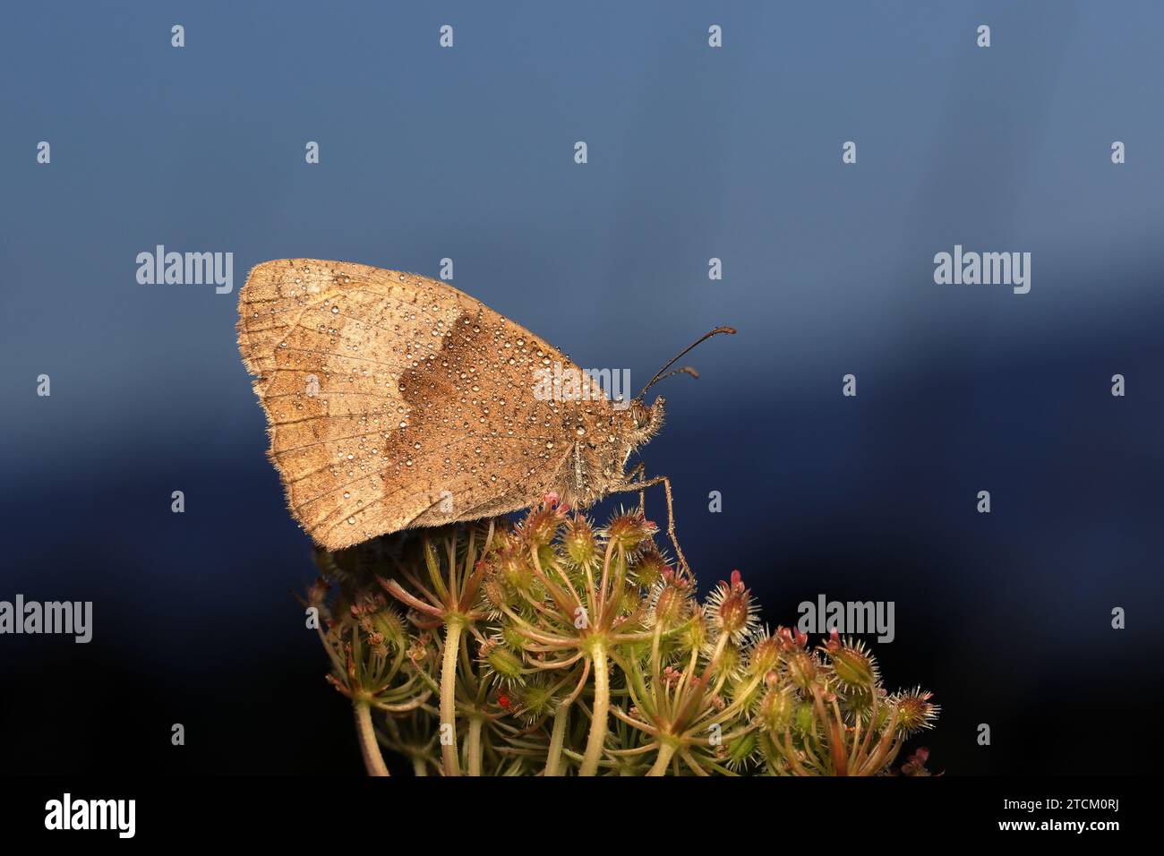 Brown flying insect hi-res stock photography and images - Alamy