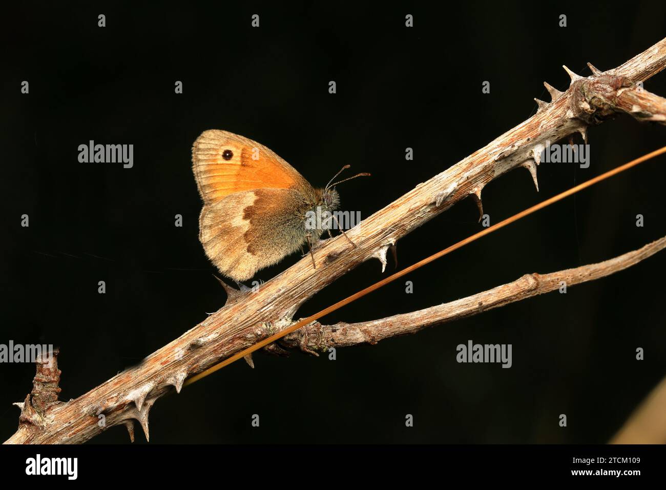 The small heath is a butterfly species belonging to the family ...