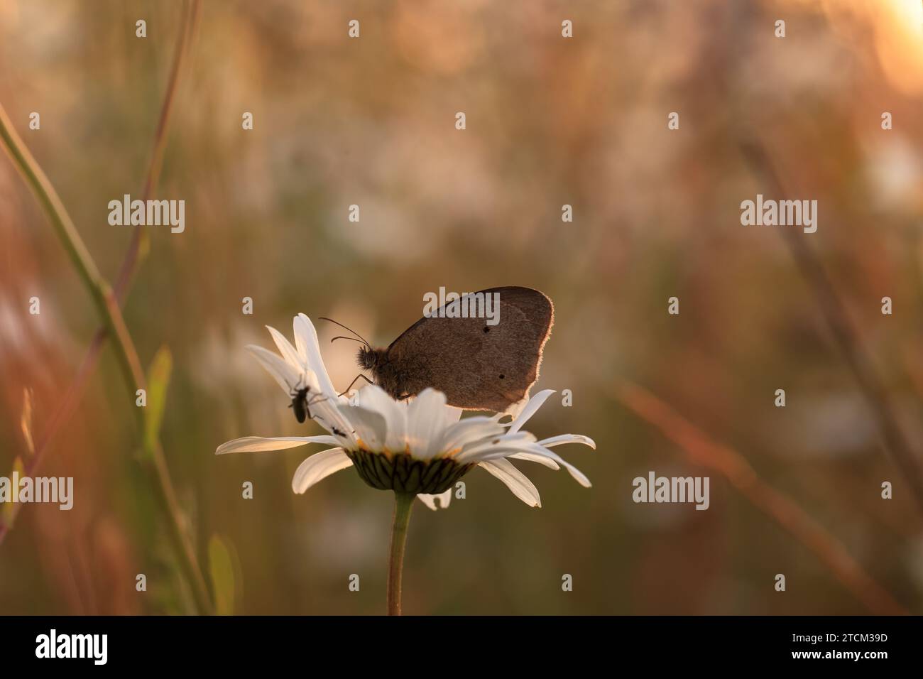 The Meadow Brown is the most abundant butterfly species in many ...