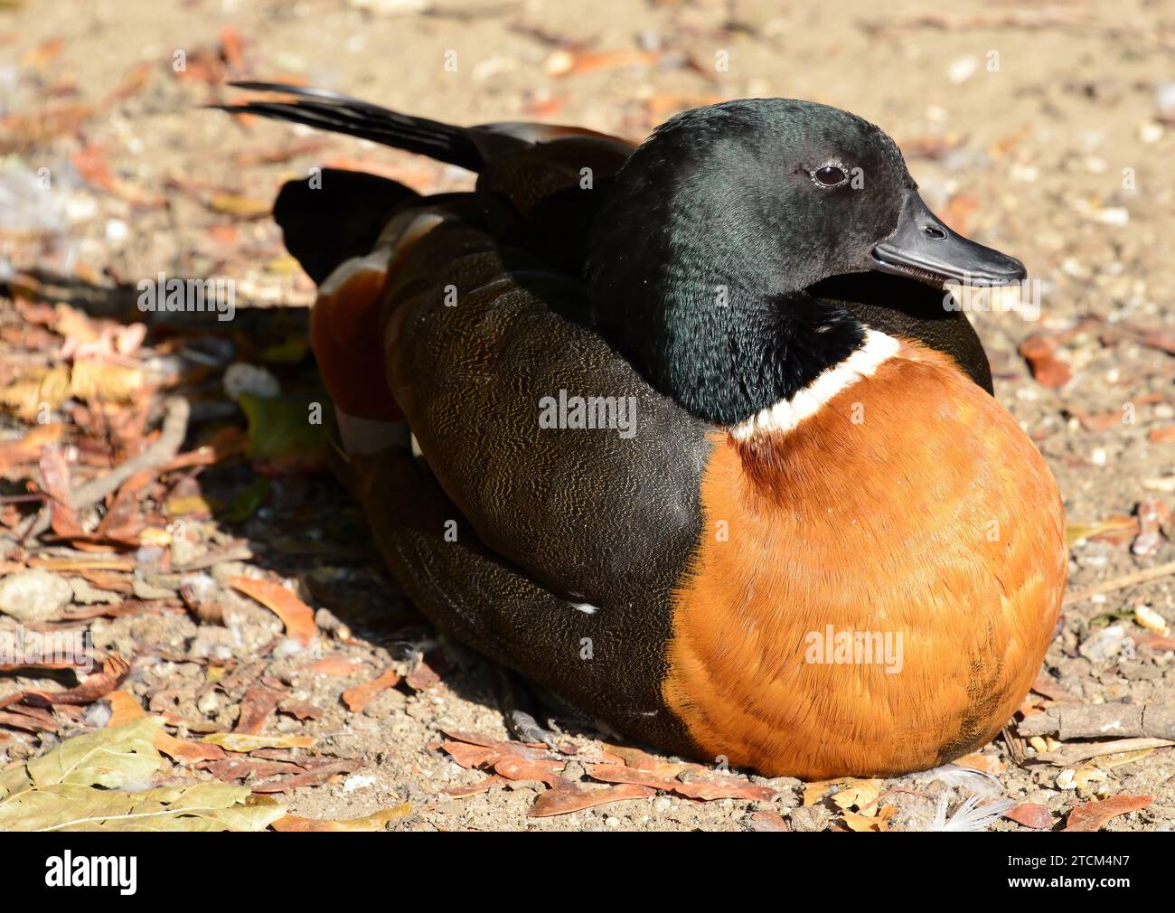 Australian shelduck, chestnut-breasted shelduck or mountain duck ...