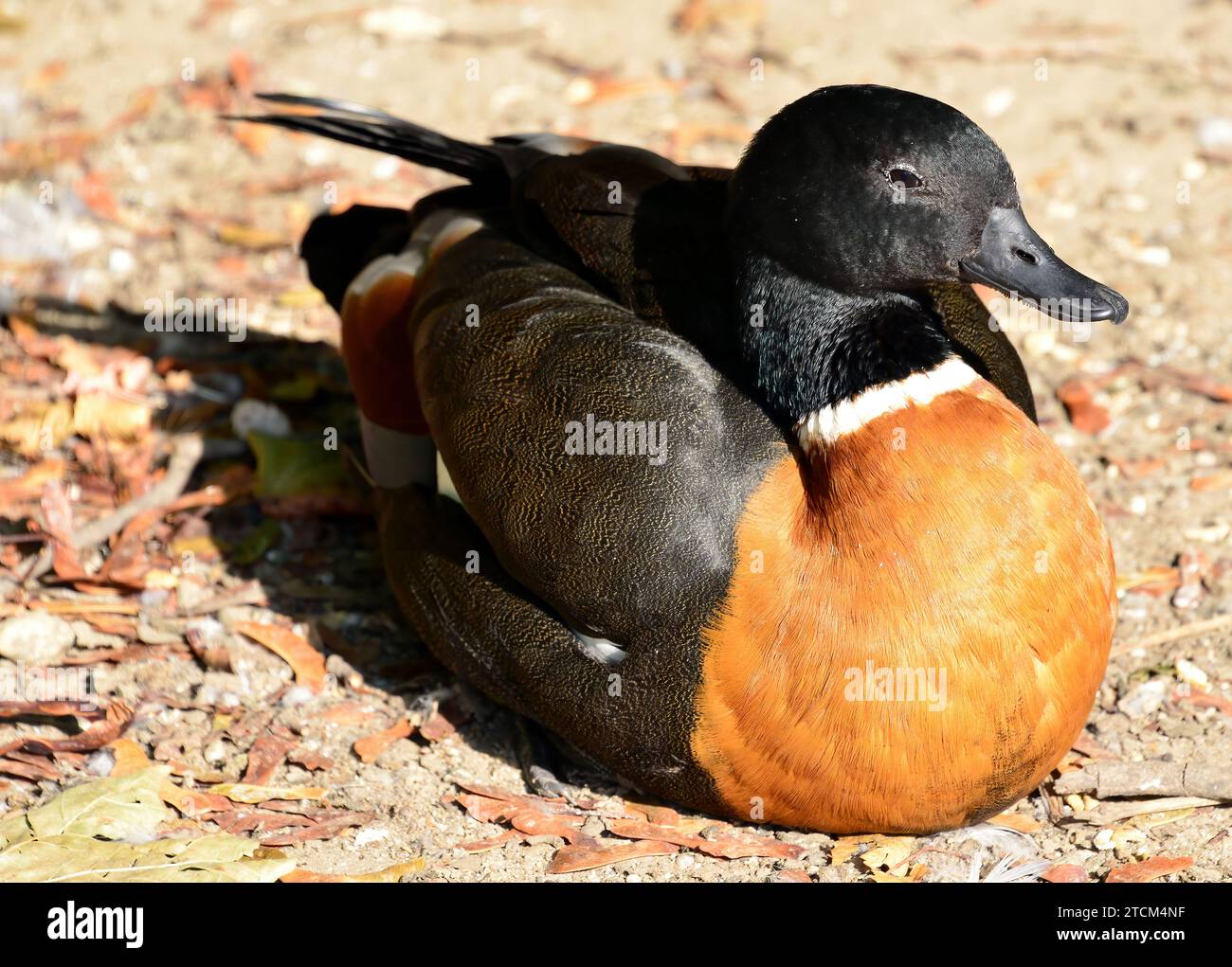 Australian shelduck, chestnut-breasted shelduck or mountain duck, Australische Kasarka, Tadorne ...