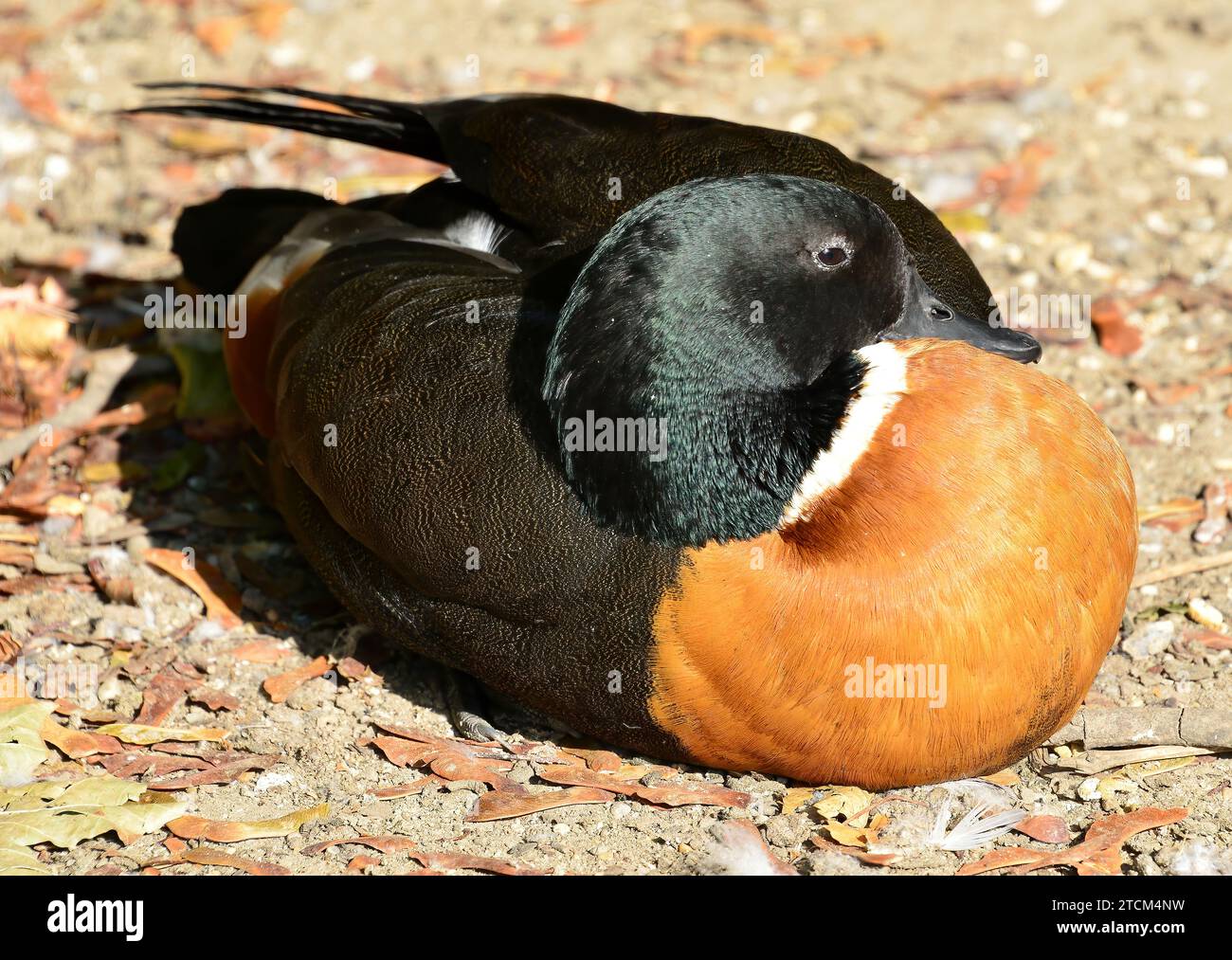 Australian shelduck, chestnut-breasted shelduck or mountain duck, Australische Kasarka, Tadorne ...
