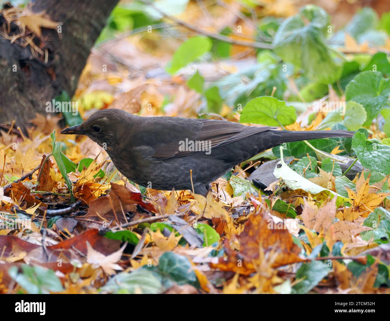 Common blackbird, Eurasian blackbird, Amsel, Merle noir, Turdus merula ...