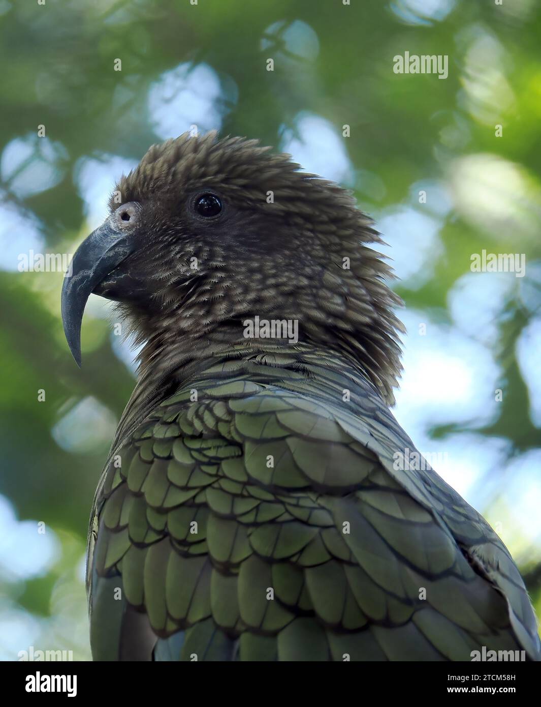 Hegyi kea hi-res stock photography and images - Alamy