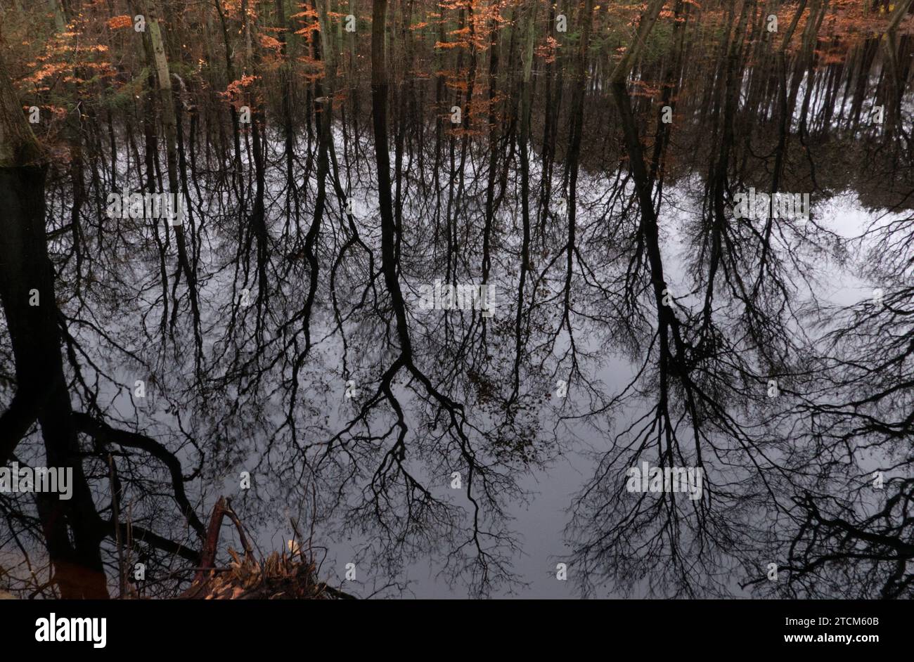 Terschelling forest hi-res stock photography and images - Alamy