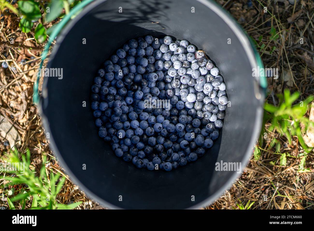 Raw sweet blueberries inside a bucket, close up. Blueberry picking ...