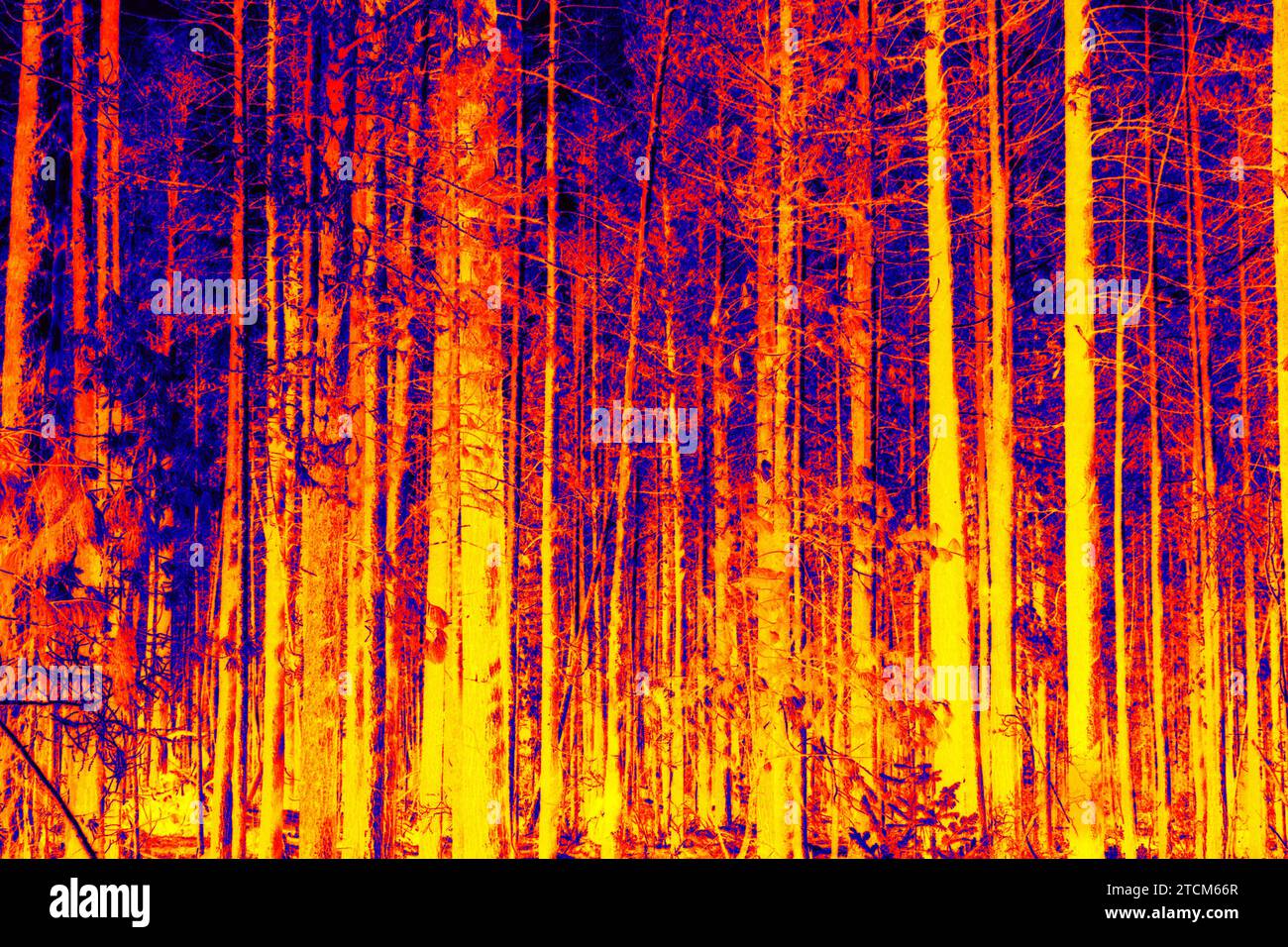 Middle-aged pine forest (forest approaching maturity) at summer sunny ...