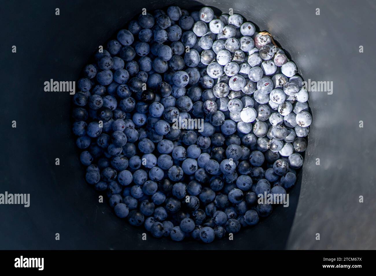 Fresh raw sweet blueberries inside a bucket, close up. Blueberry ...