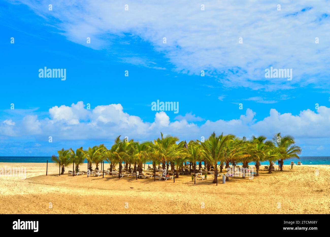 Palm trees on Boa Vista beach, in Cape Verde Africa facing the Atlantic ...