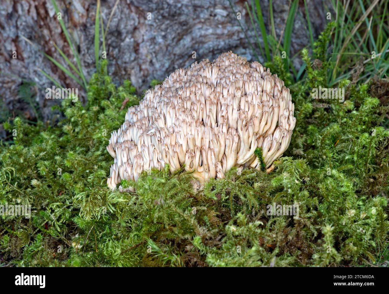 Ramaria genus hi-res stock photography and images - Alamy