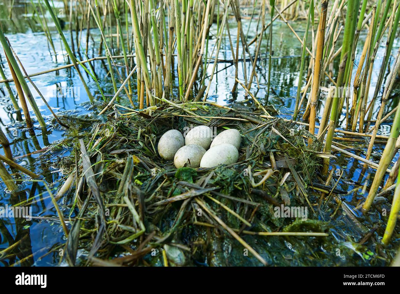 Bird's Nest Guide. Nidology. Slavonian grebe (Podiceps auritus ...