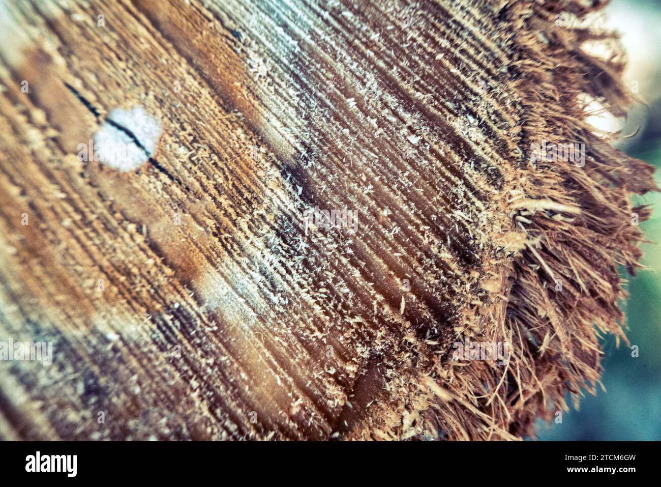 Forestry industry. Saw cut of a fir tree (deal) cut down during winter ...