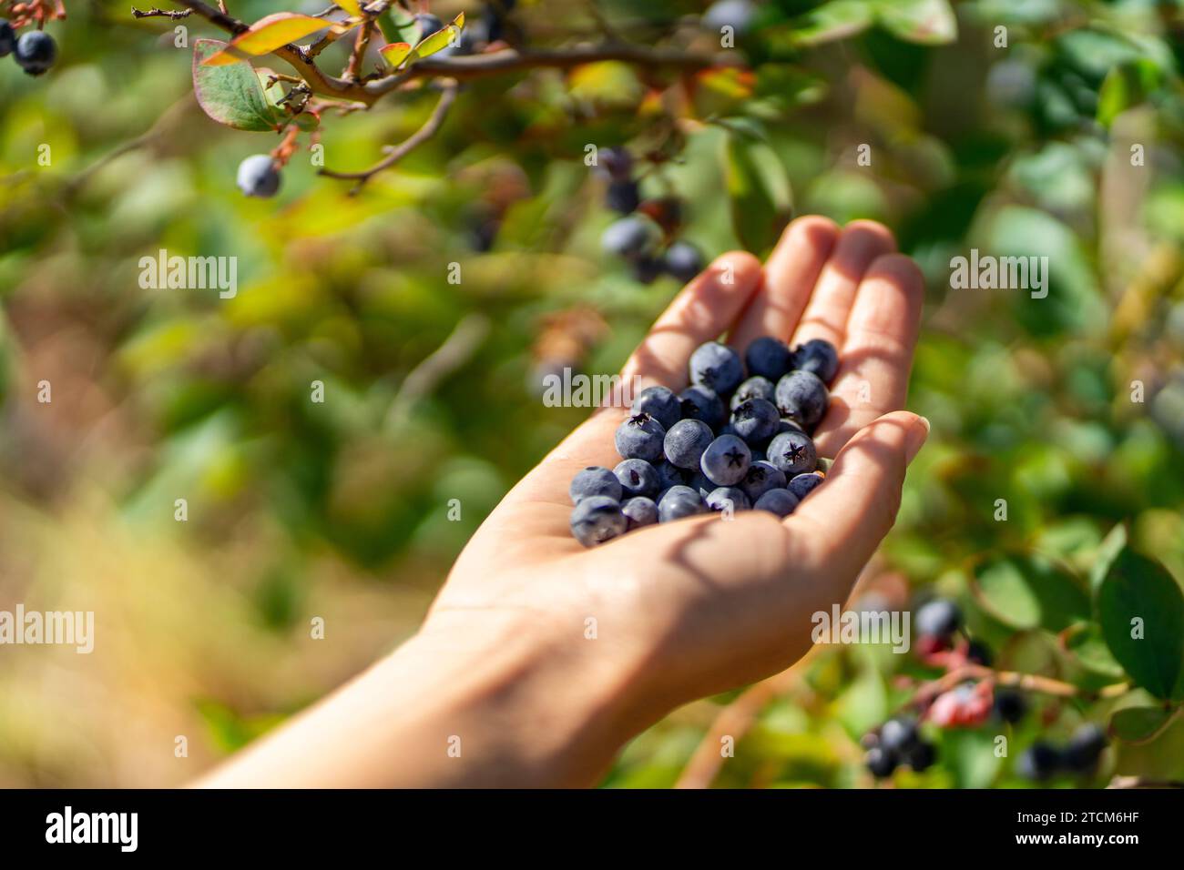 Fresh raw blueberry picking from the blueberry tree. Woman holding ...