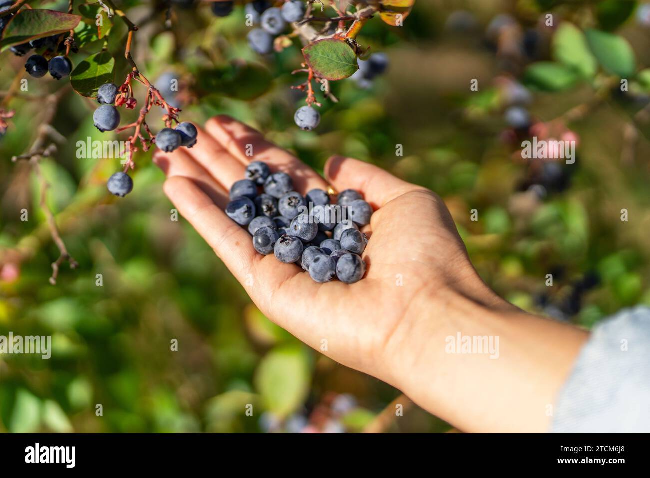 Fresh raw blueberry picking from the blueberry tree. Woman holding ...