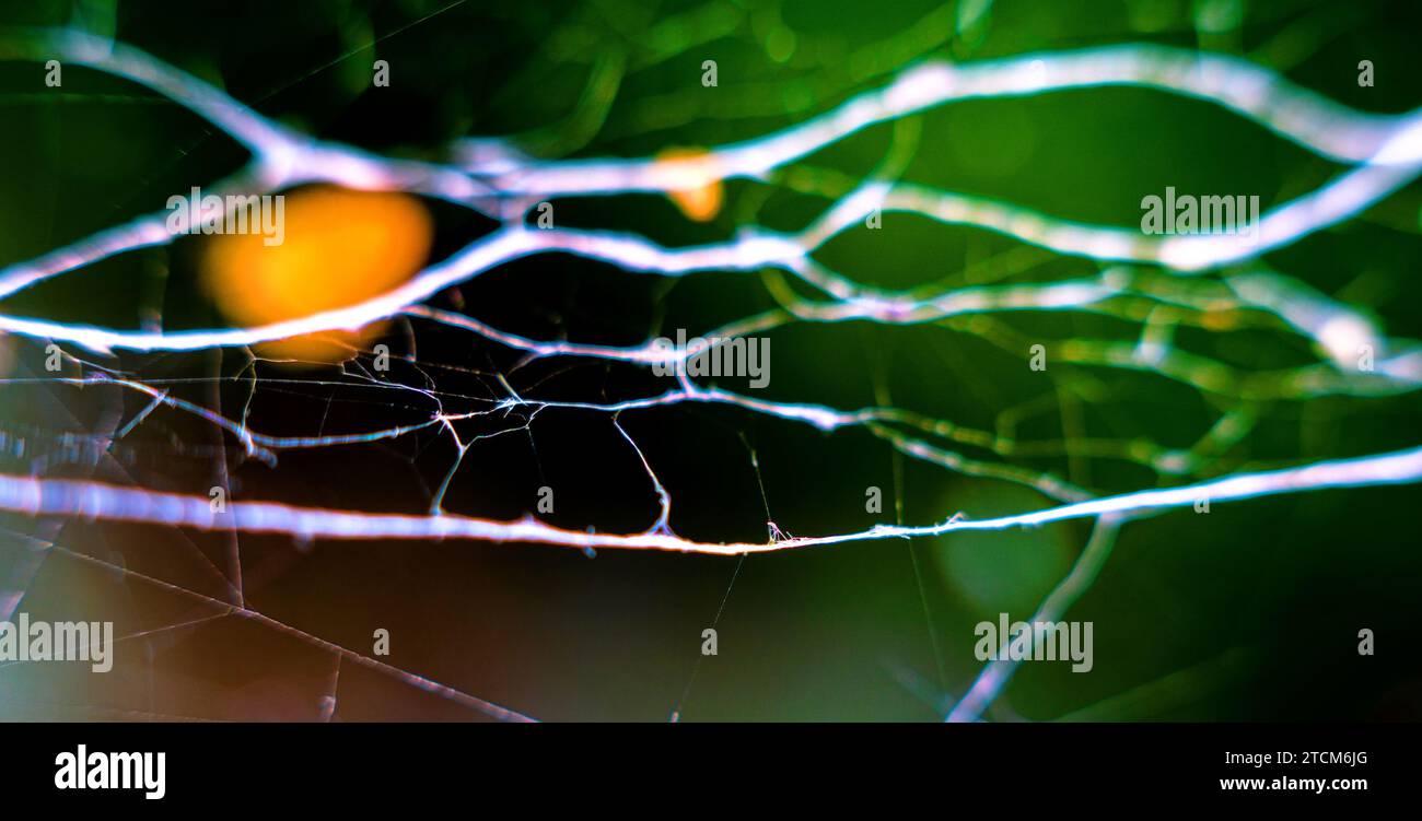 Hyphae of mold fungi. Extreme close up Stock Photo - Alamy