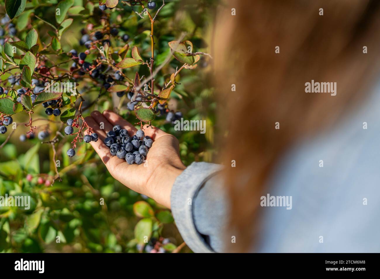 Fresh raw blueberry picking from the blueberry tree. Woman holding ...