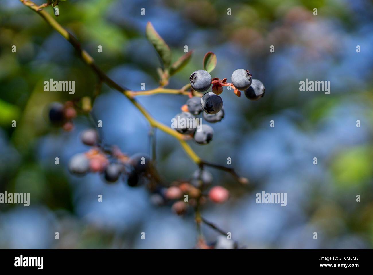 Blueberry tree hi-res stock photography and images - Alamy