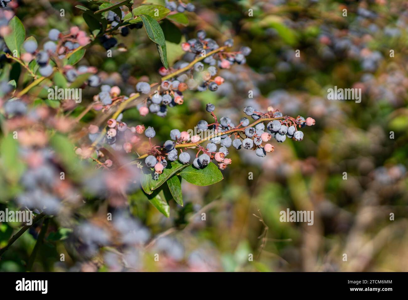 Organic raw blueberry in the blueberry tree Stock Photo - Alamy