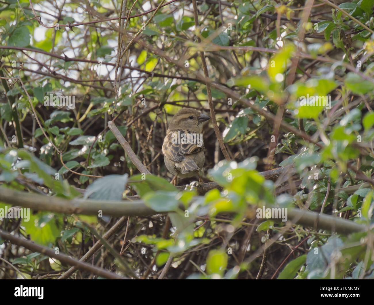 A female house sparrow perched in a bush next to pavement, Faringdon ...