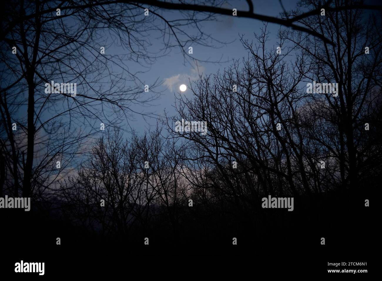 Halloween themed, night sky with moon glow on silhouette forest Stock ...
