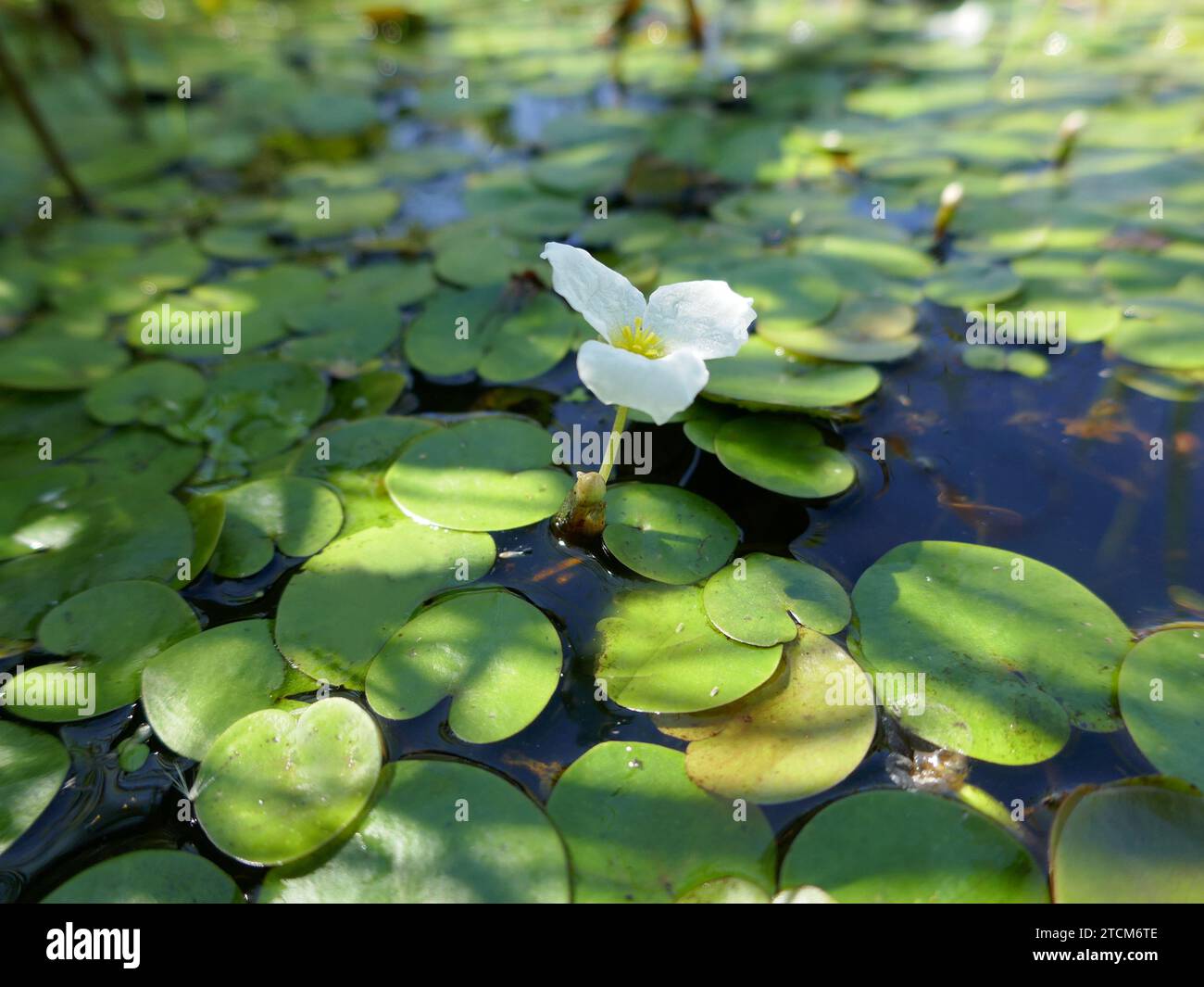 Lowland swamp, stagnant waters. Filamentous algae create carpets and ...