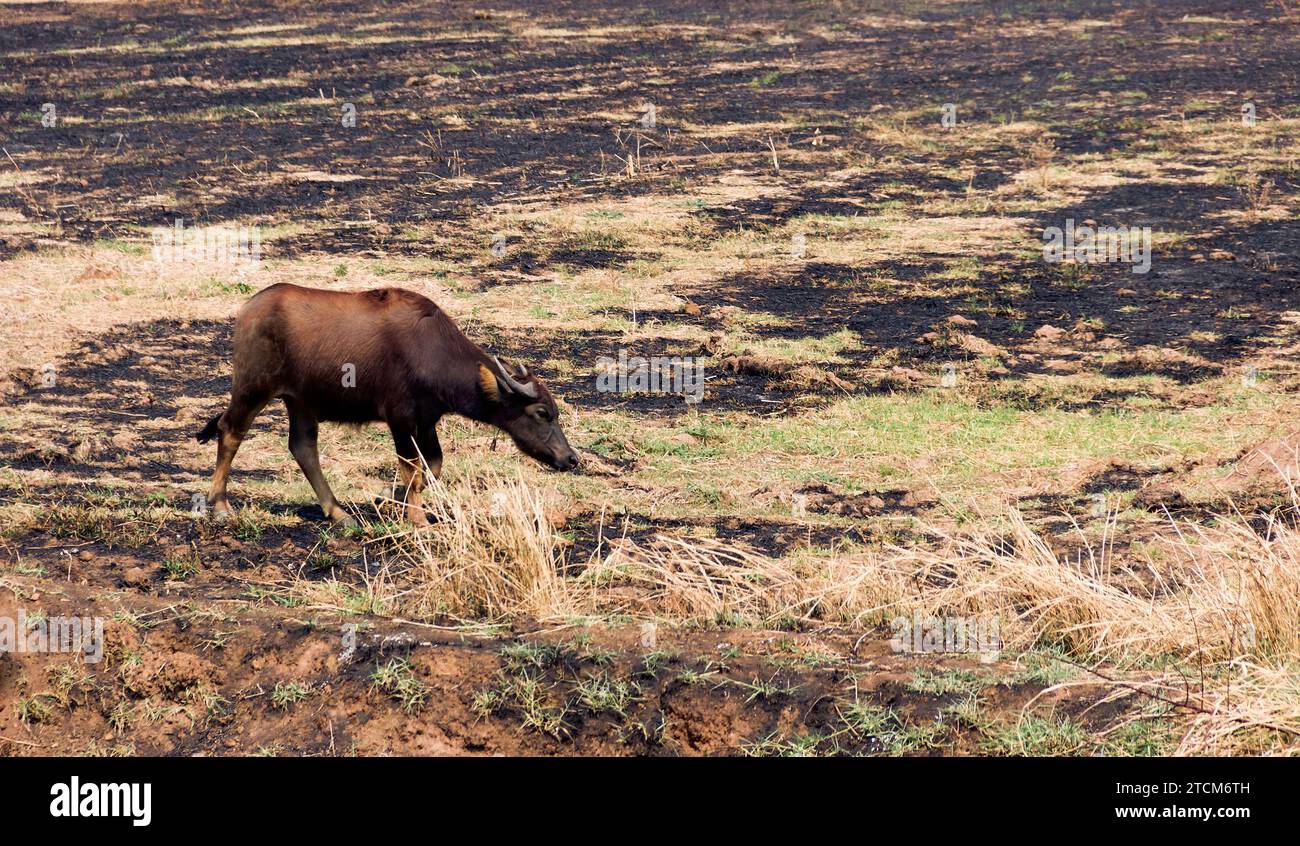 A young water buffalo, owre in a scorched rice field. Winter rice ...