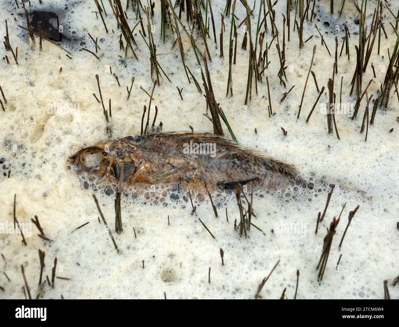 Dead fish perch in the foam. Poisoning of marine fauna, many dead fish ...