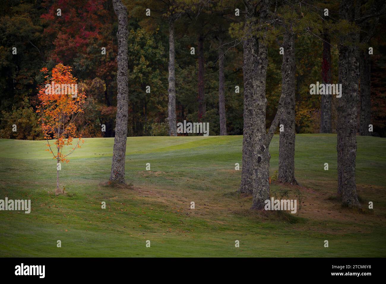 Pine woods in north carolina hi-res stock photography and images - Alamy