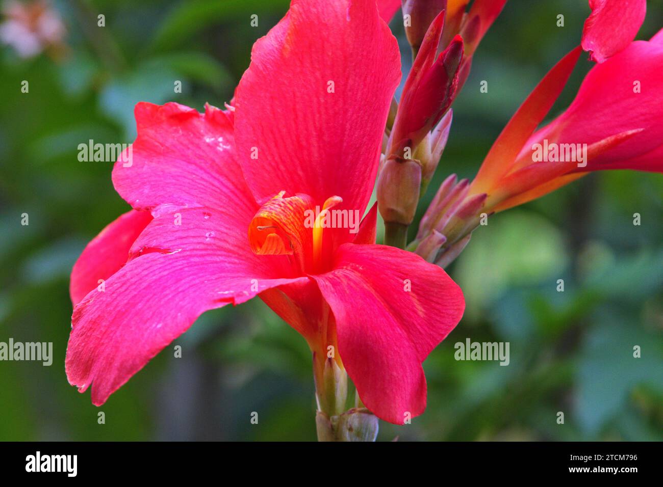 A vivid red flower is situated atop a thin green stem with divine water ...