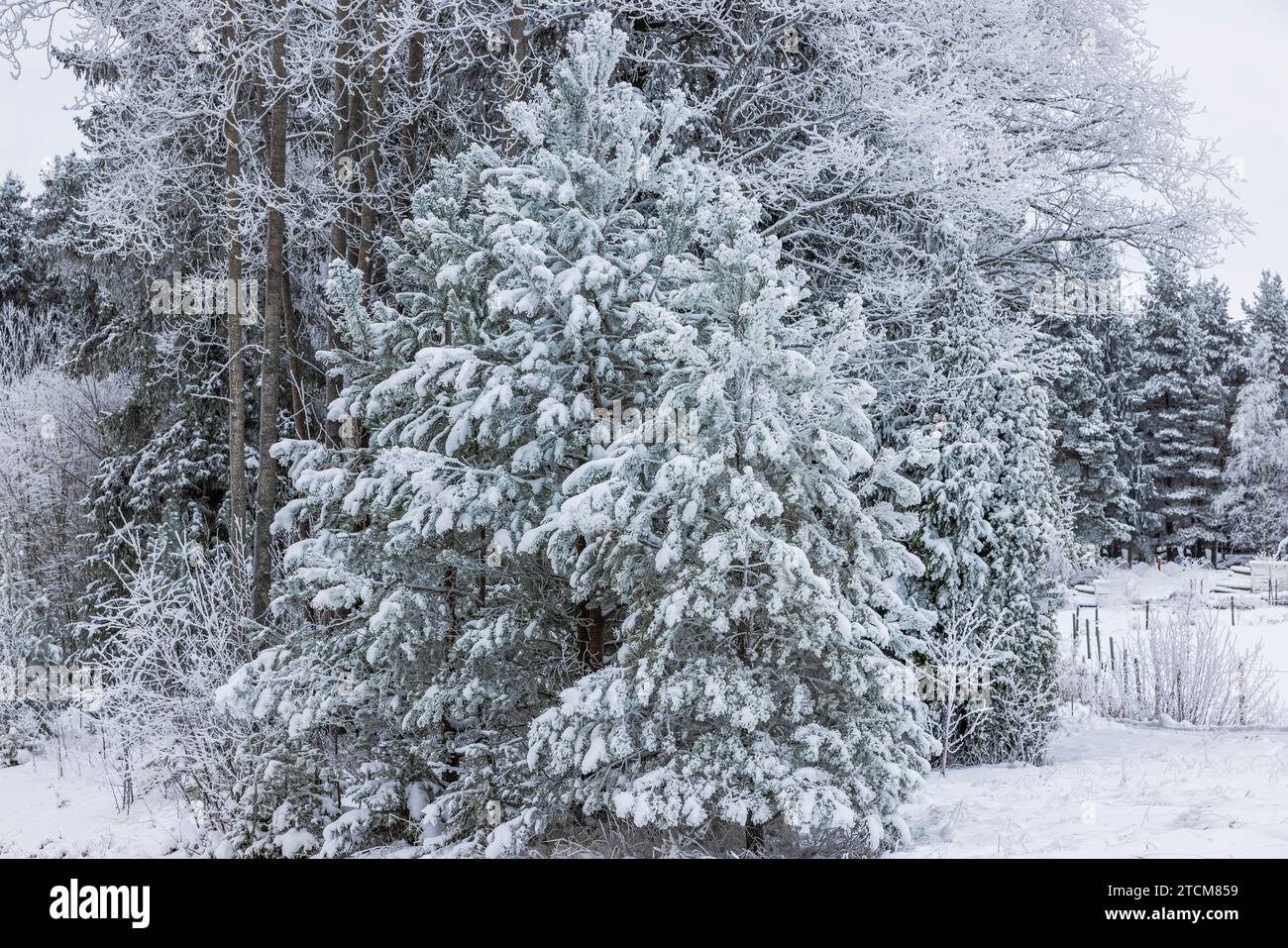 Close-up perspective of fir trees lining the forest edge, blanketed in ...