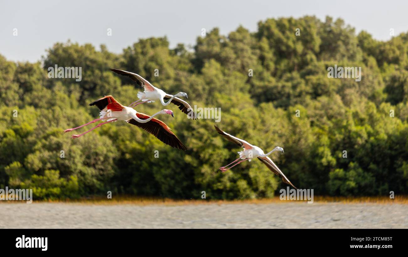Three Greater Flamingos (Phoenicopterus roseus) flying over mangrove ...